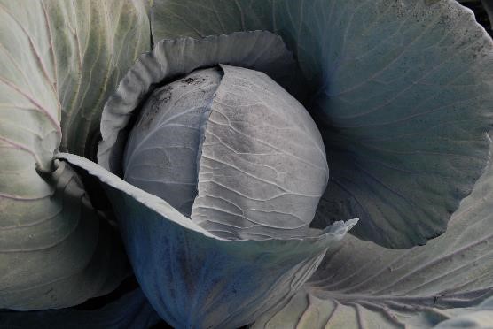 Rozera - The Netherlands