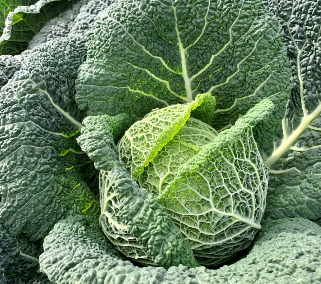 Onze uienspecialist Andre Boot samen met Lindert Moerdijk bij MSP ...