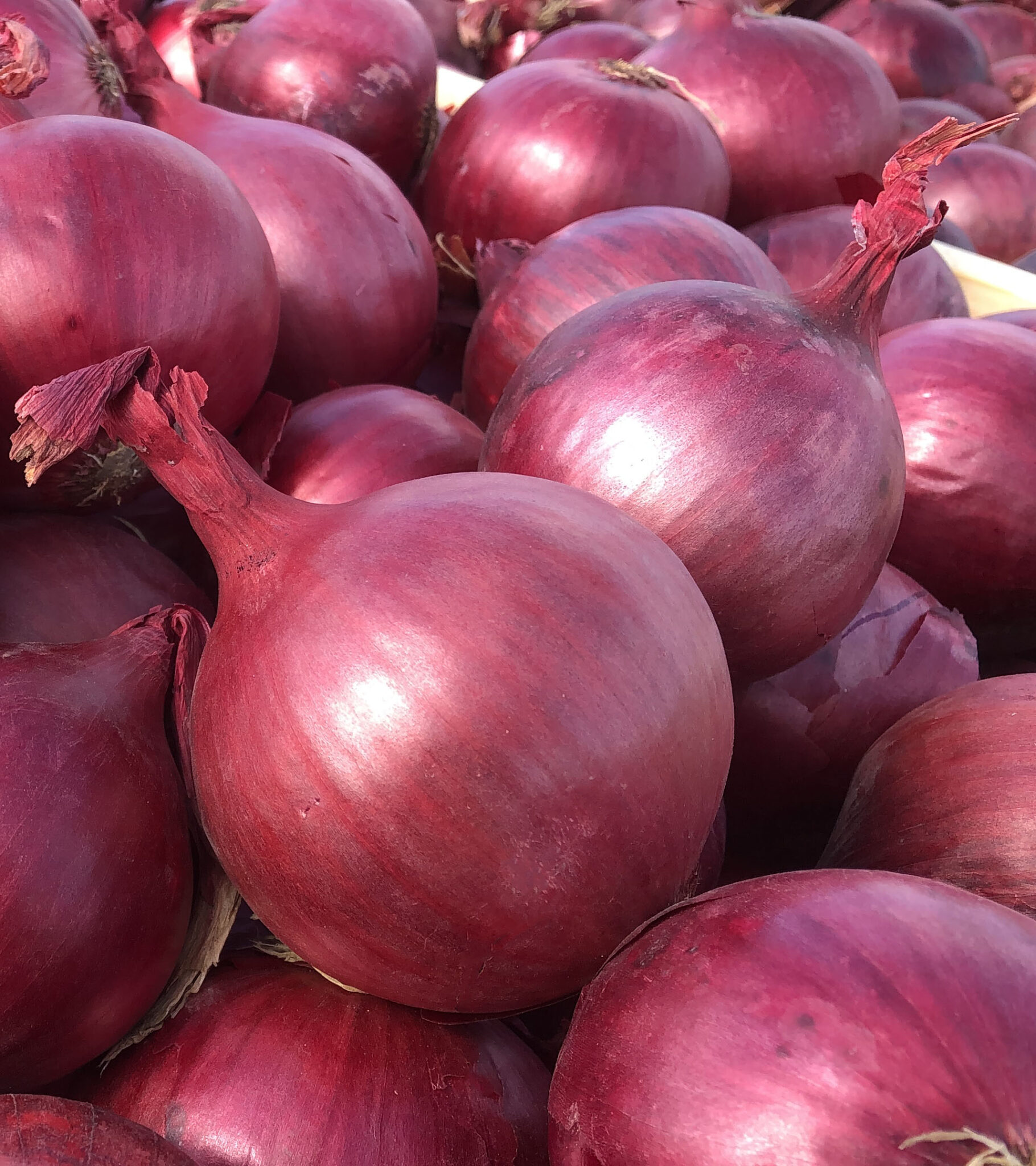 Get to know our newest red onion varieties - The Netherlands