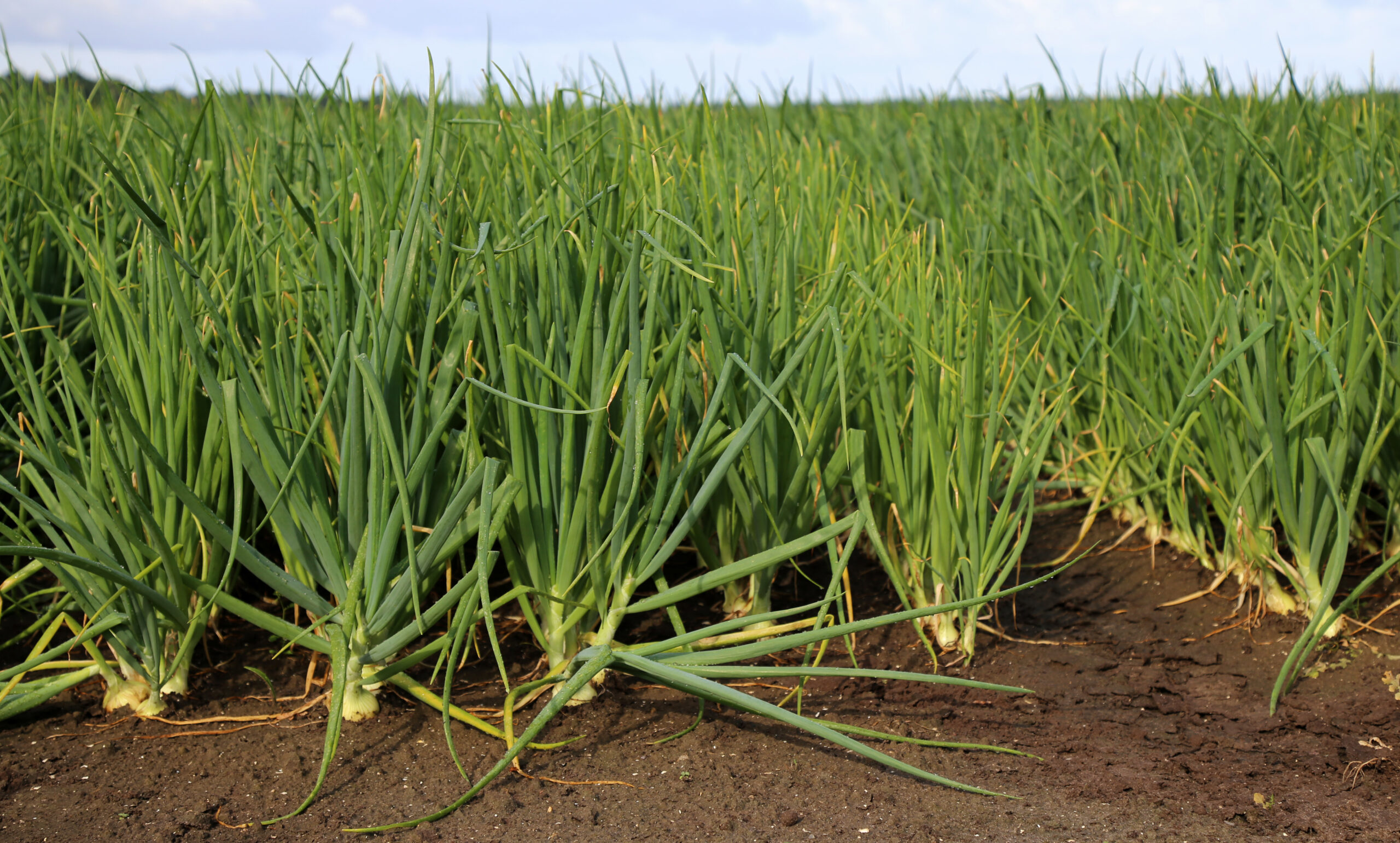 Bezoek onze uien demo's - The Netherlands