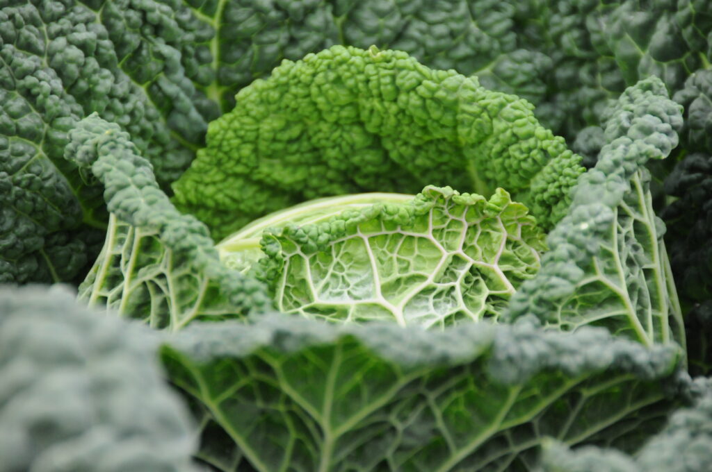 The Netherlands – Hazera – Seeds of Growth