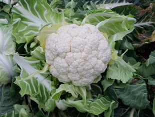 Redoubtable F1 - The Netherlands